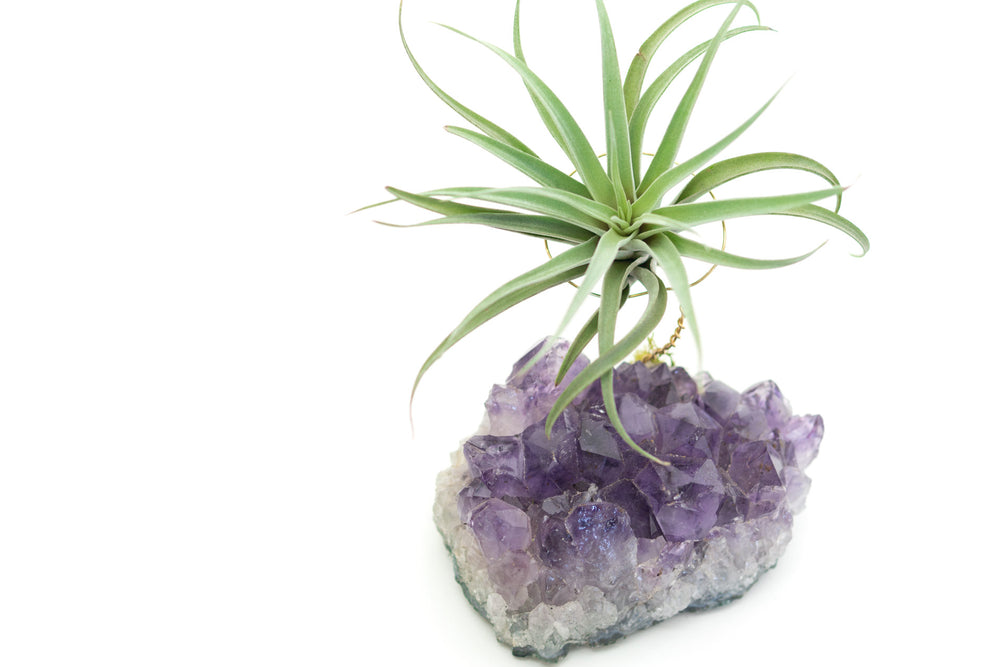 Coco Pyrite + Air Plant - Lucky Air Plant