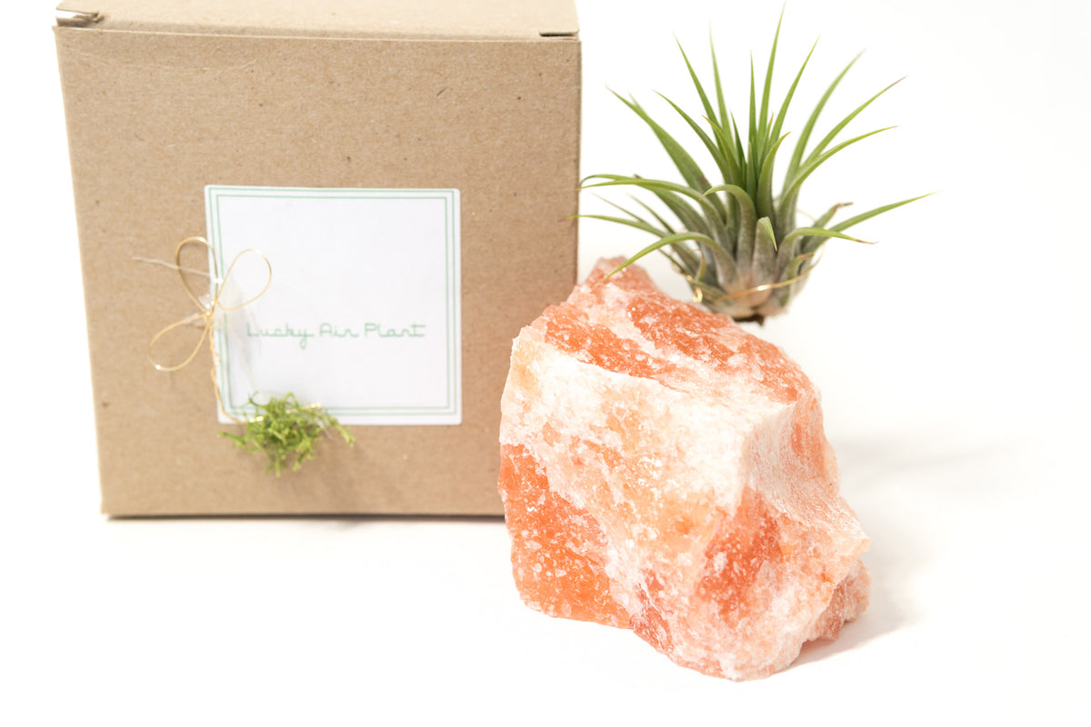 Himalayan Salt Crystal + Air Plant - Lucky Air Plant