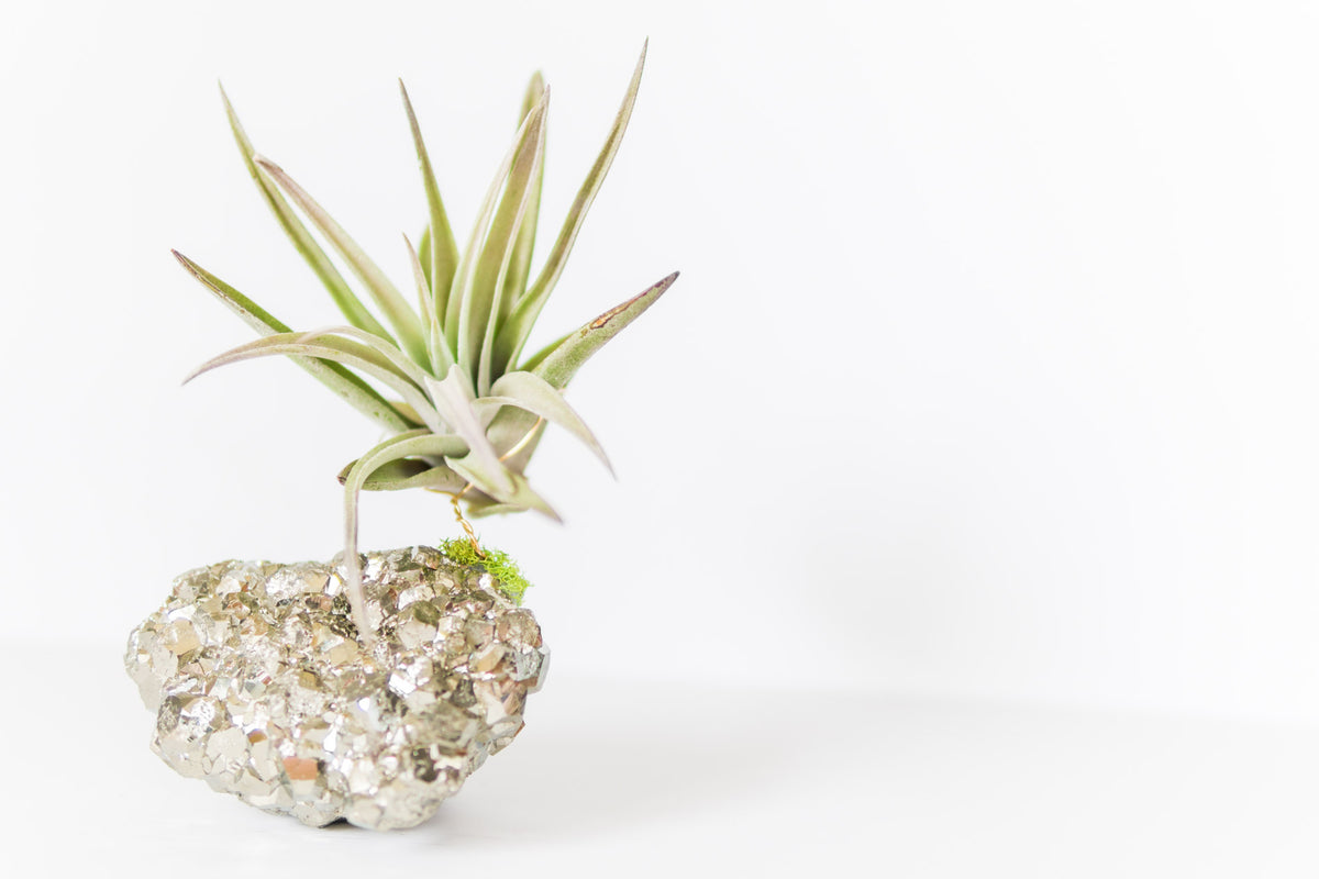 Coco Pyrite + Air Plant - Lucky Air Plant
