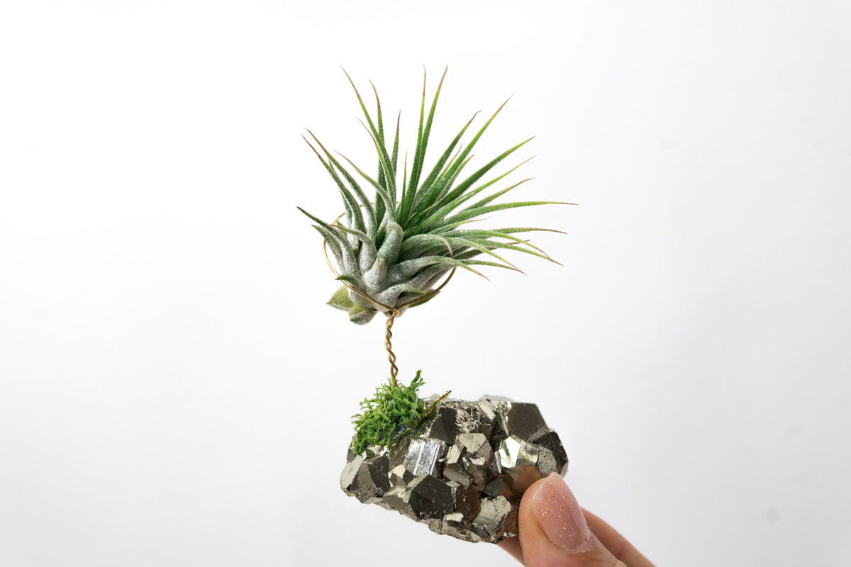 Coco Pyrite + Air Plant - Lucky Air Plant