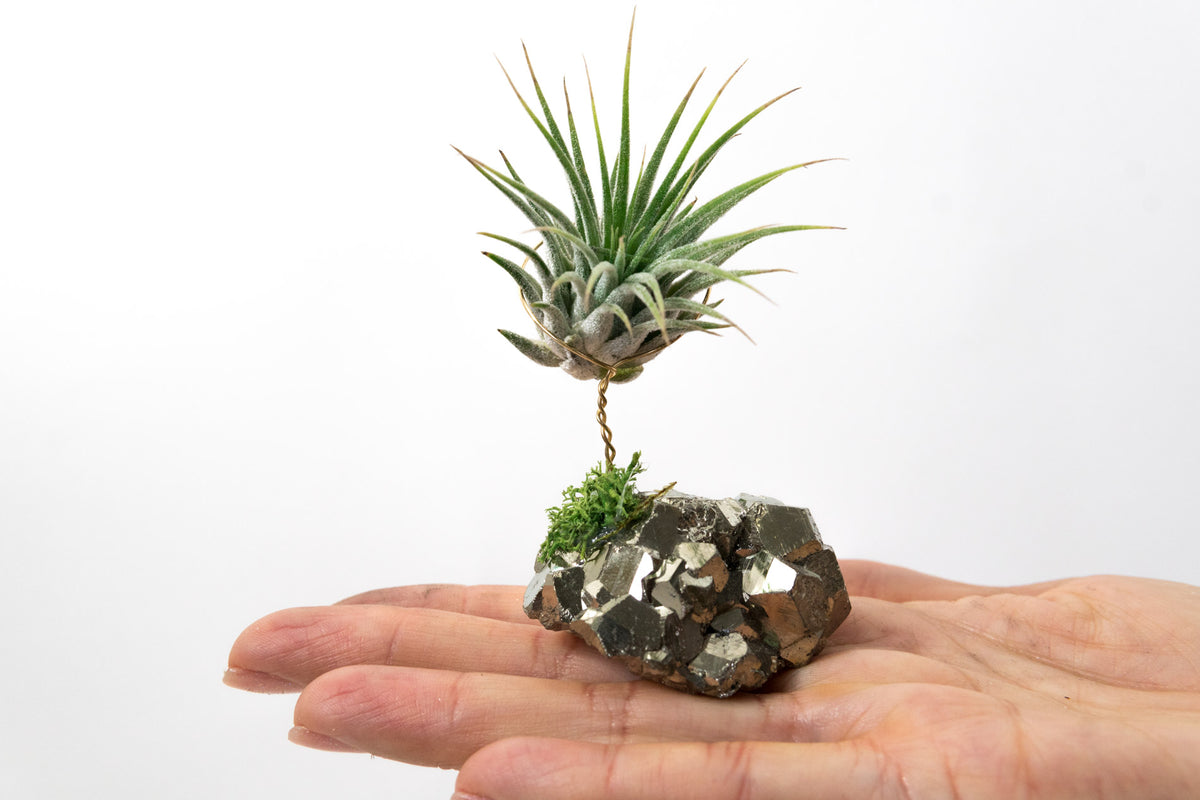 Coco Pyrite + Air Plant - Lucky Air Plant