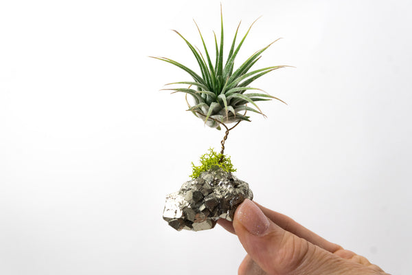 Coco Pyrite + Air Plant - Lucky Air Plant