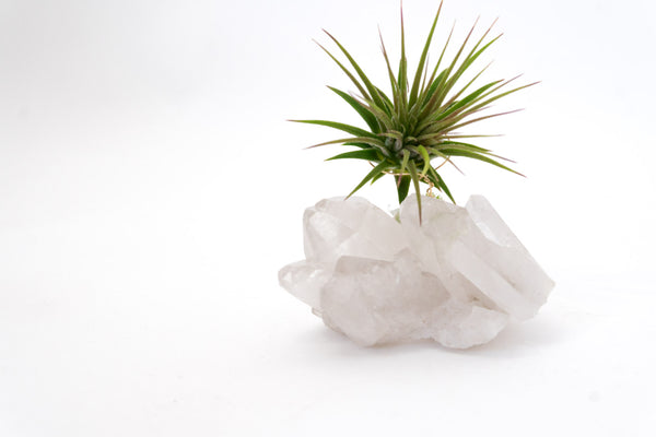Crystal Quartz + Air Plant - Lucky Air Plant