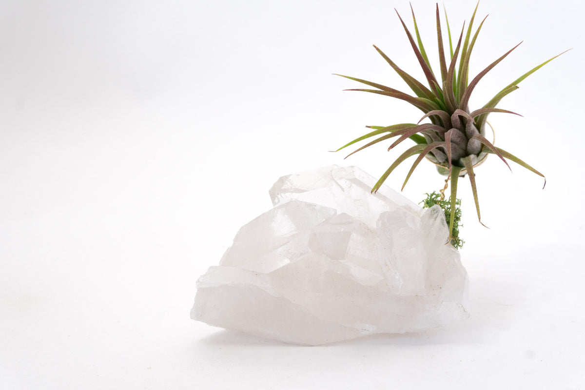 Crystal Quartz + Air Plant - Lucky Air Plant