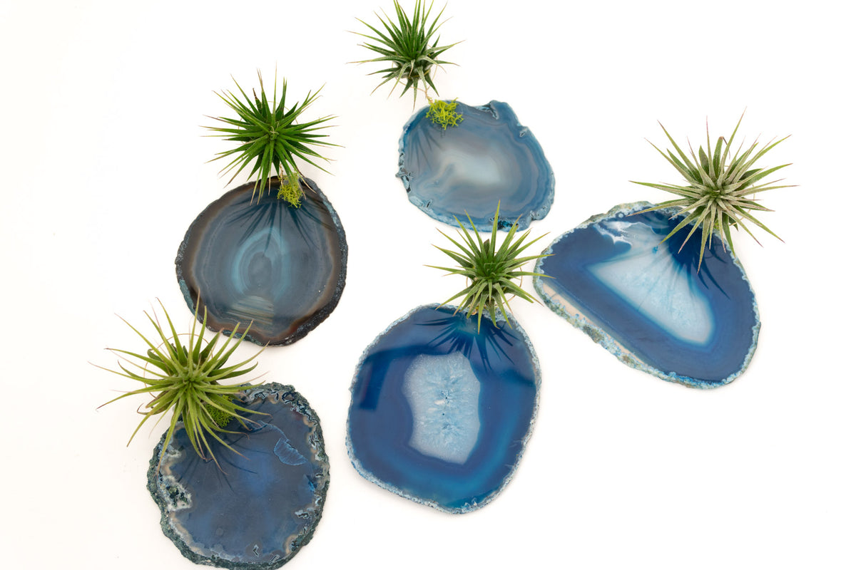 Crystal Geode Slab + Air Plant - Lucky Air Plant
