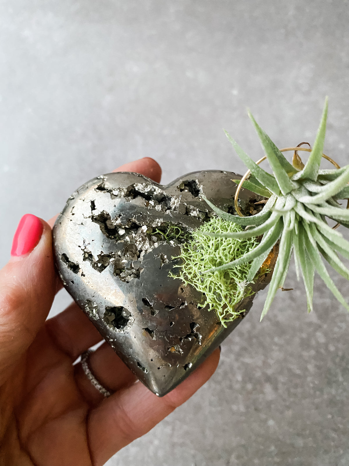Coco Pyrite + Air Plant - Lucky Air Plant