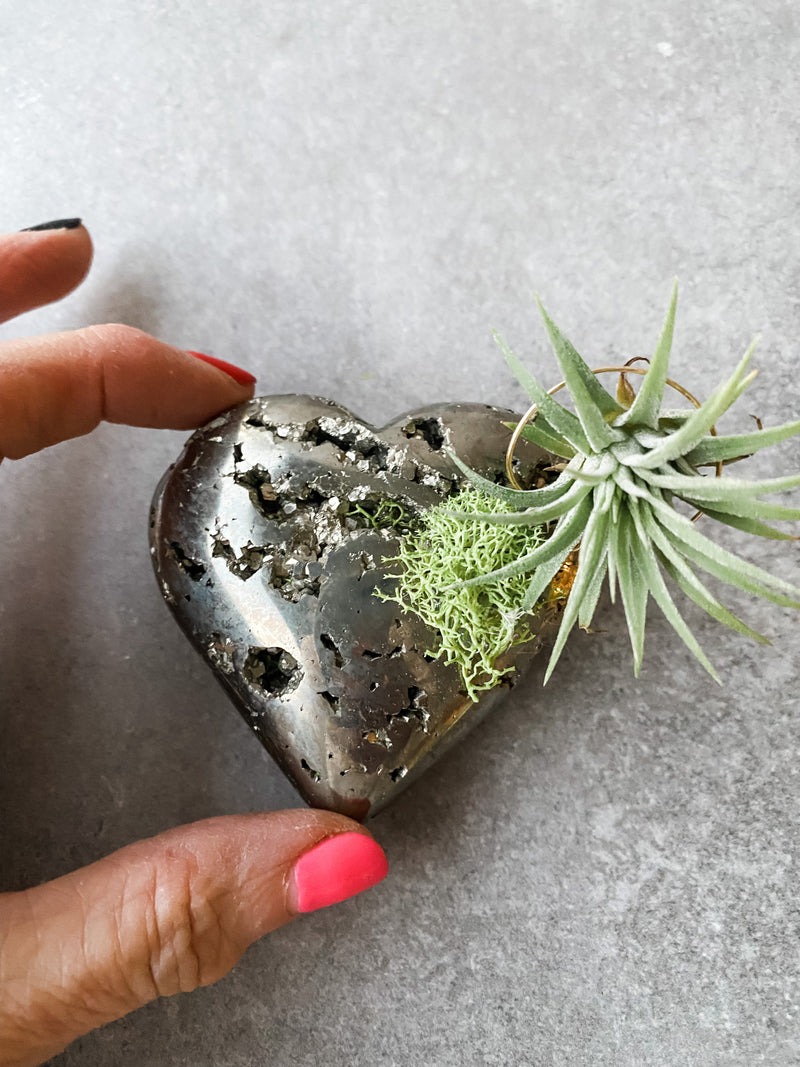 Coco Pyrite + Air Plant - Lucky Air Plant