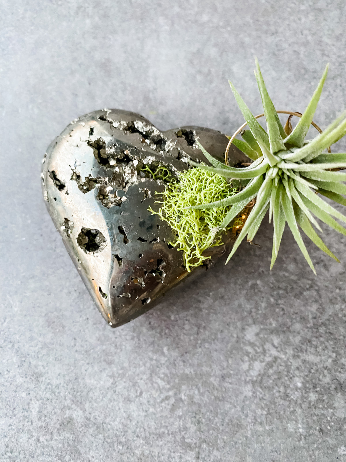 Coco Pyrite + Air Plant - Lucky Air Plant